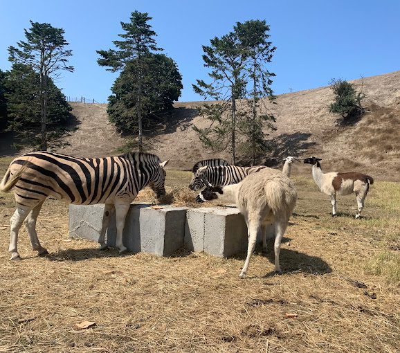 Olympic Game Farm - Earthward Farm LLC