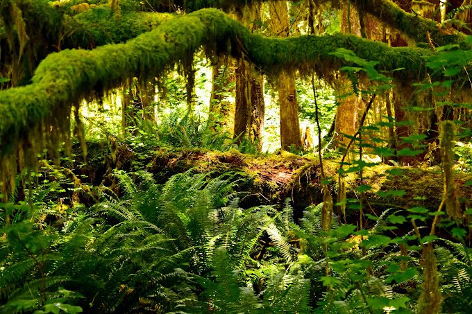 Hoh Rainforest - Earthward Farm LLC